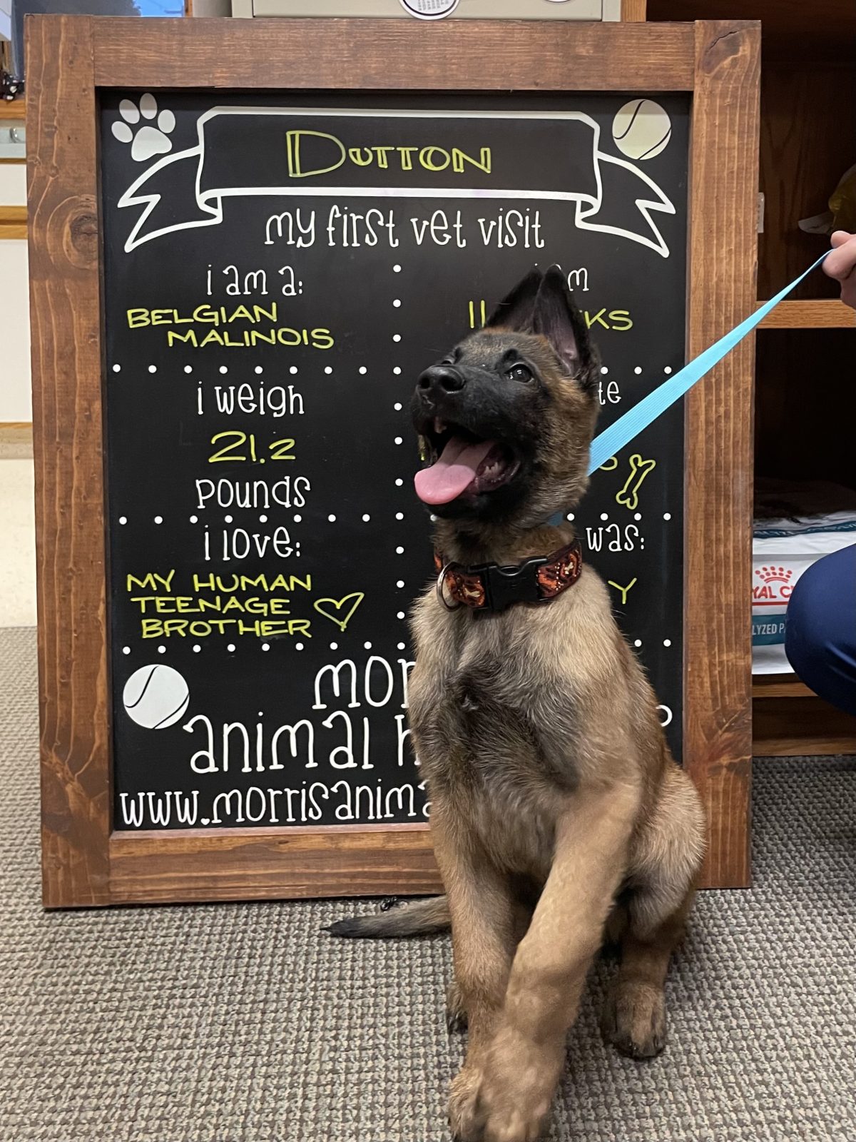 Dutton - Morris Animal Hospital