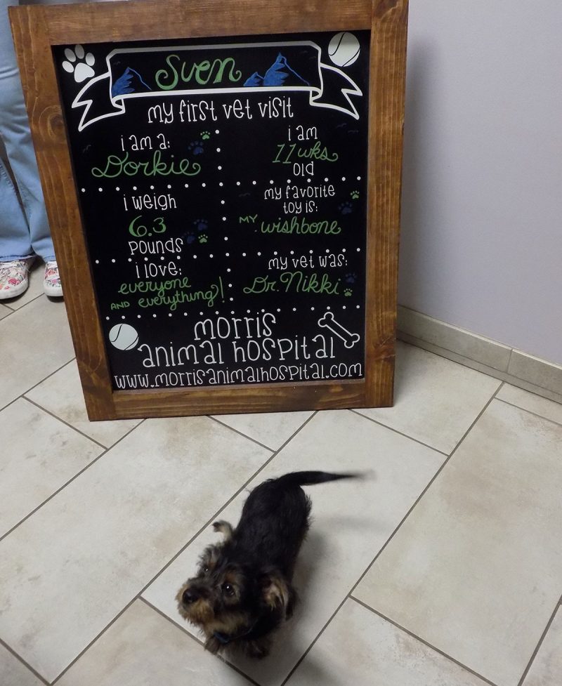 Sven - Morris Animal Hospital