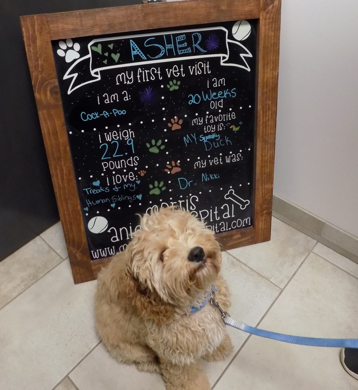 Asher - Morris Animal Hospital