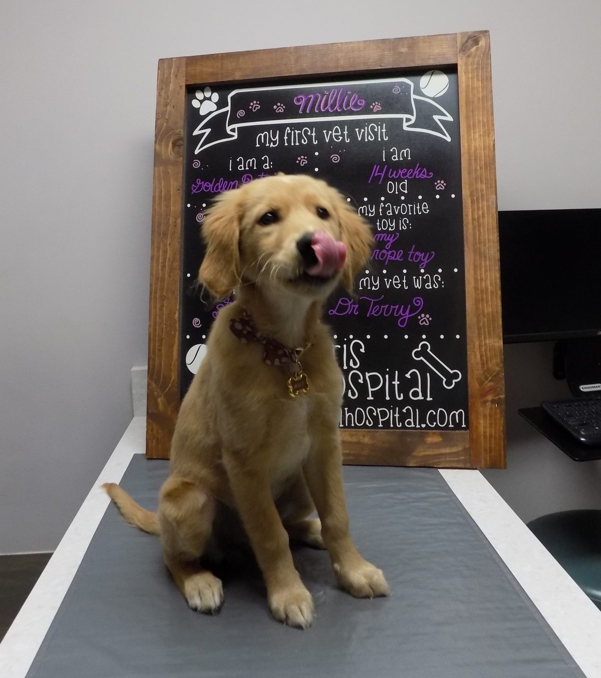 Millie - Morris Animal Hospital