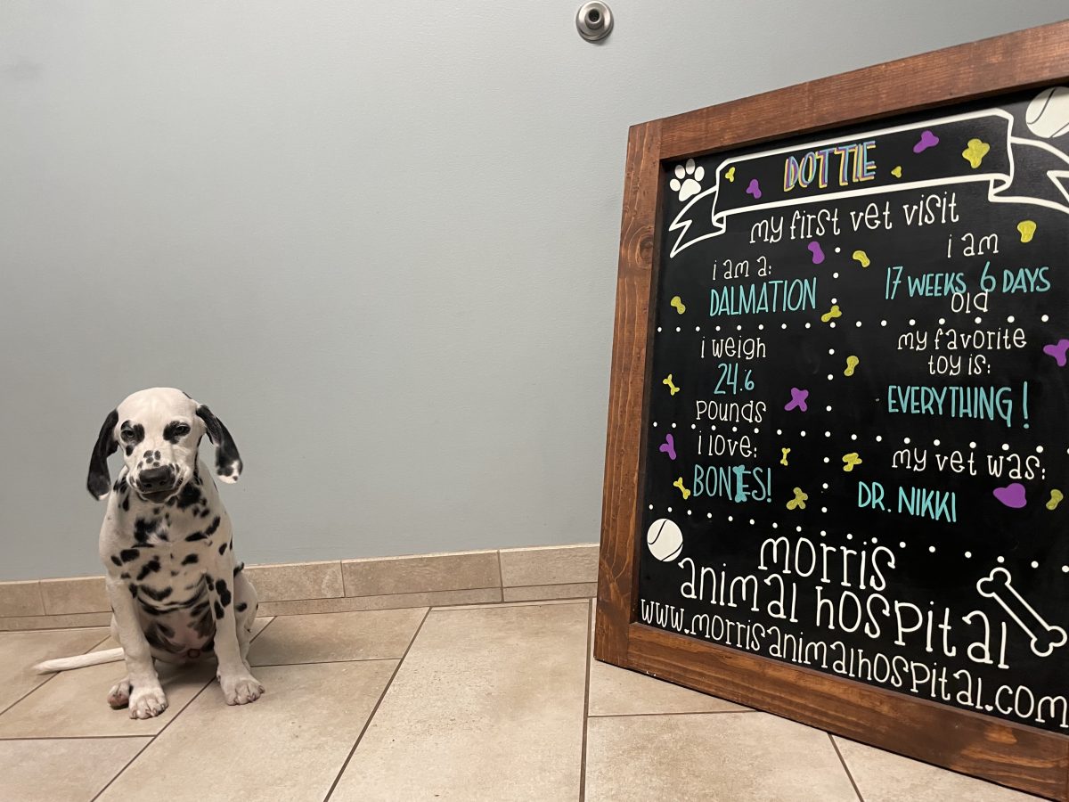 Dottie - Morris Animal Hospital
