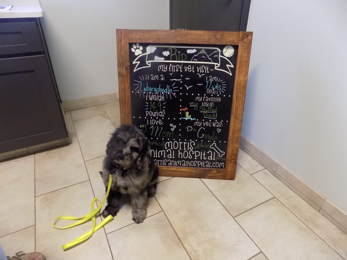 Rip - Morris Animal Hospital