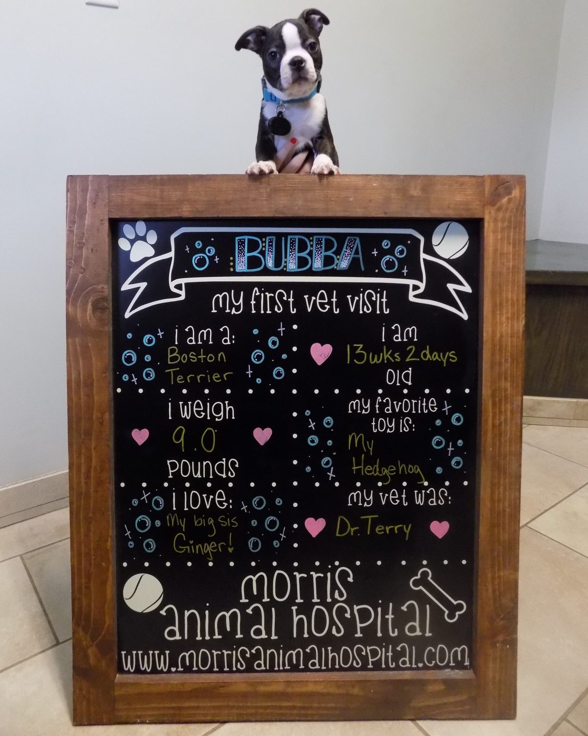Bubba - Morris Animal Hospital