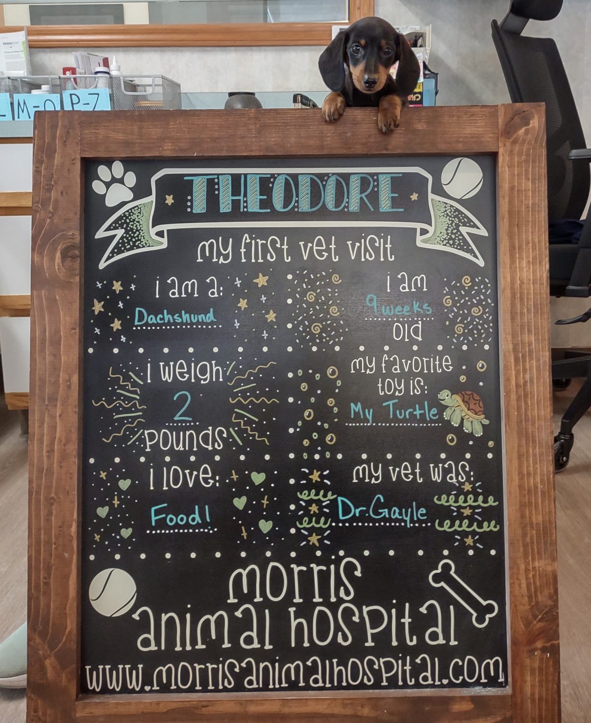 Theodore - Morris Animal Hospital
