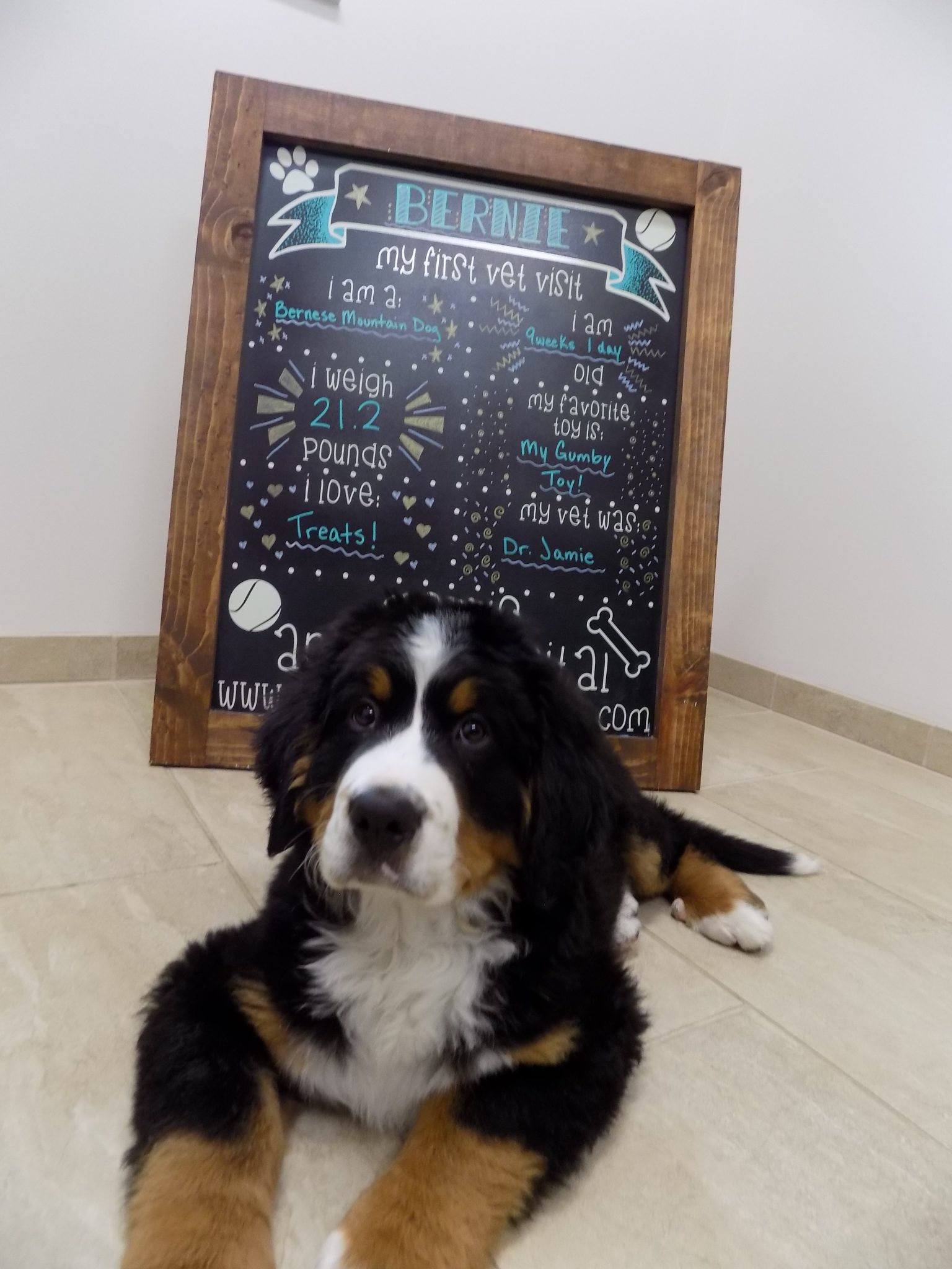 Bernie - Morris Animal Hospital