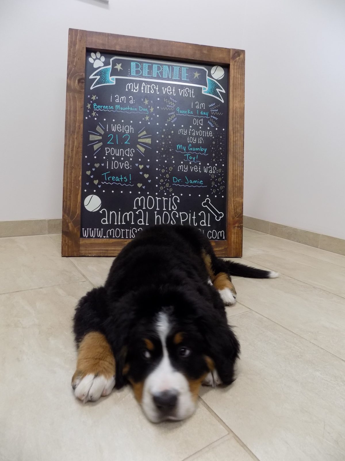 Bernie - Morris Animal Hospital