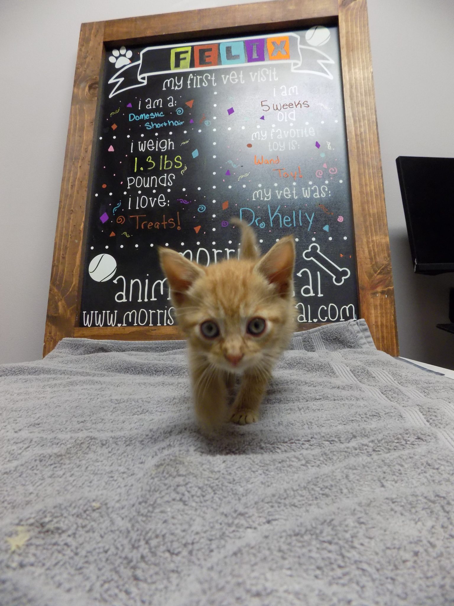 Felix - Morris Animal Hospital