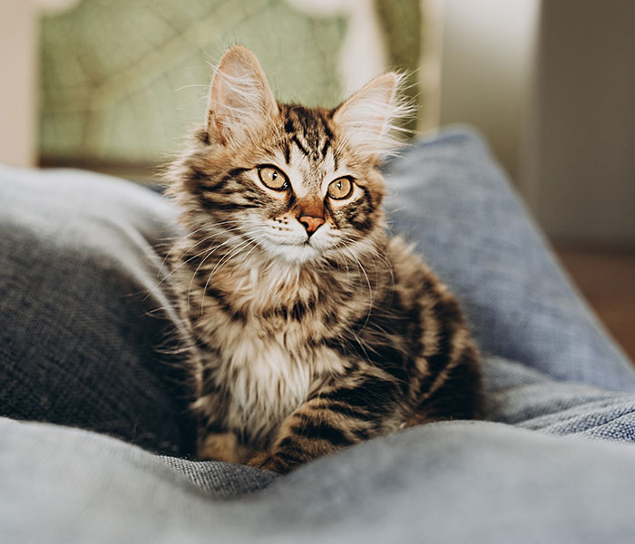 Cat Friendly Practice - Vet in Granger | Morris Animal Hospital