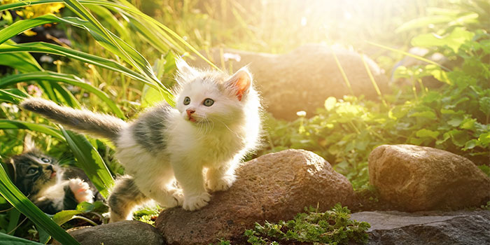 Cat Friendly Practice - Vet in Granger | Morris Animal Hospital