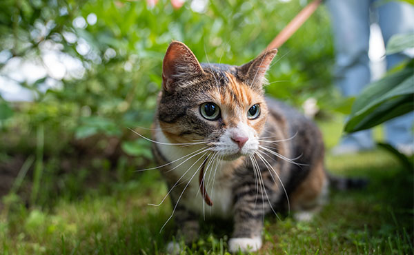 Cat Friendly Practice - Vet in Granger | Morris Animal Hospital